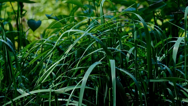 Relva Plantar Verde Gota De - Free video on Pixabay - Pixabay