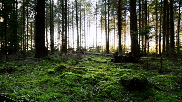 Forest, Area, Trees. Free Stock Video - Pixabay