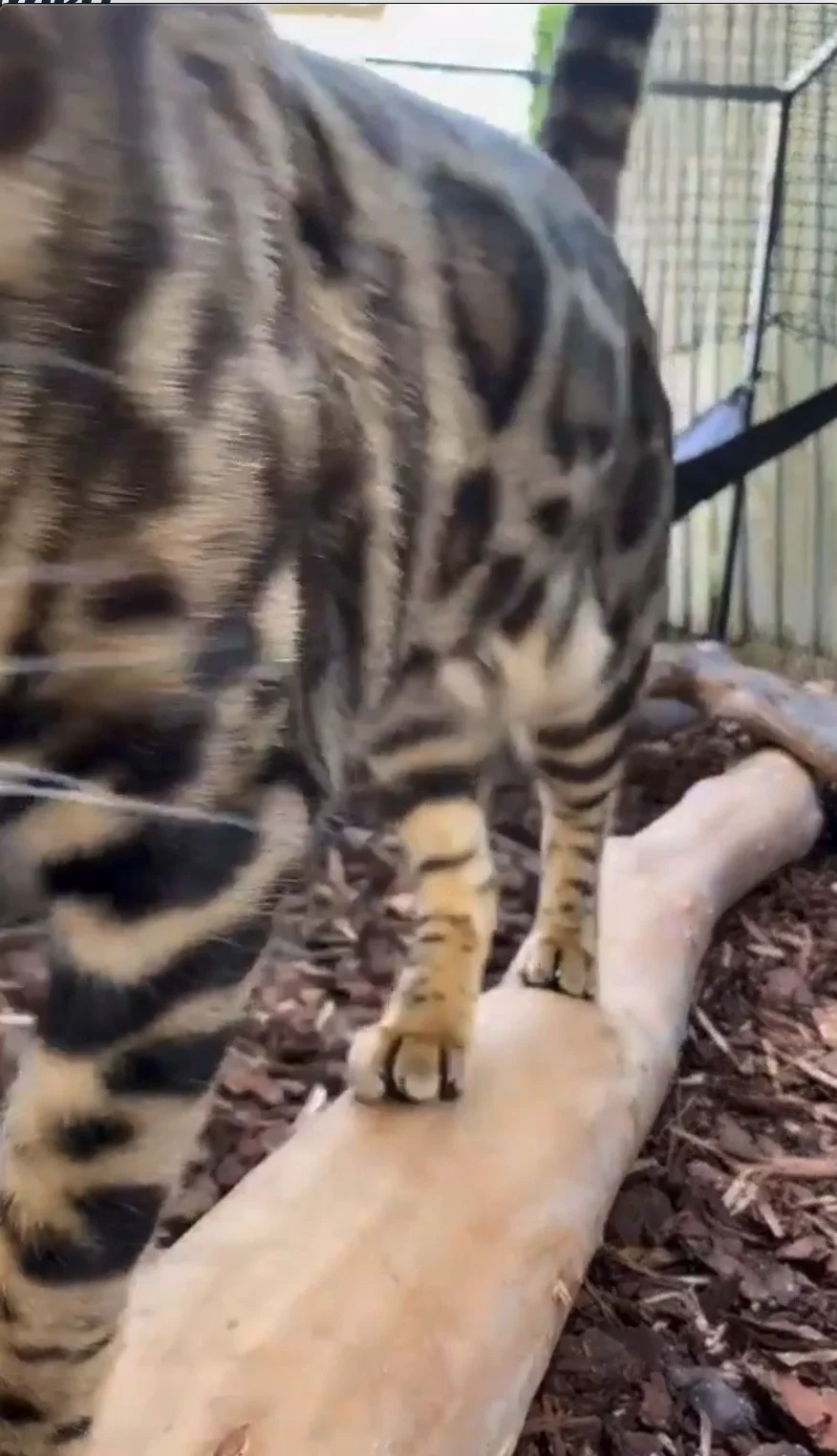 Ziggy and Zelda New enclosure.mov on Vimeo