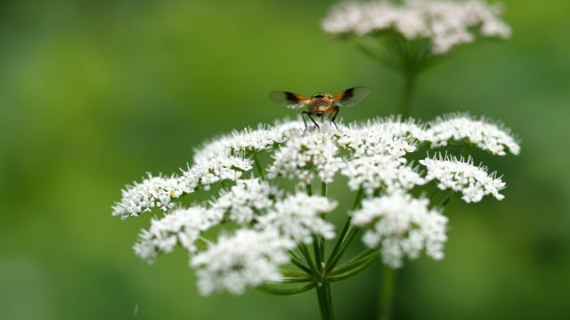 Fly, Insect, Hedgehog Fly. Free Stock Video - Pixabay