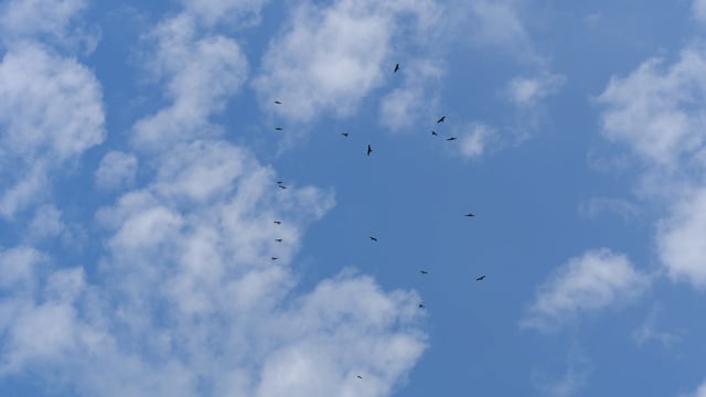 Raptors Birds Circling - Free video on Pixabay