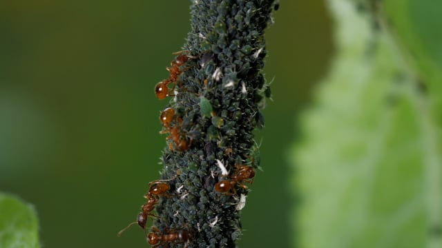 Ants, Lice, Insects. Free Stock Video - Pixabay