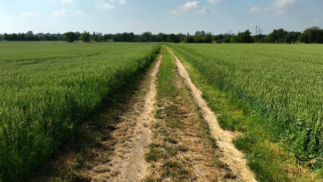Wheat Agriculture Path - Free video on Pixabay