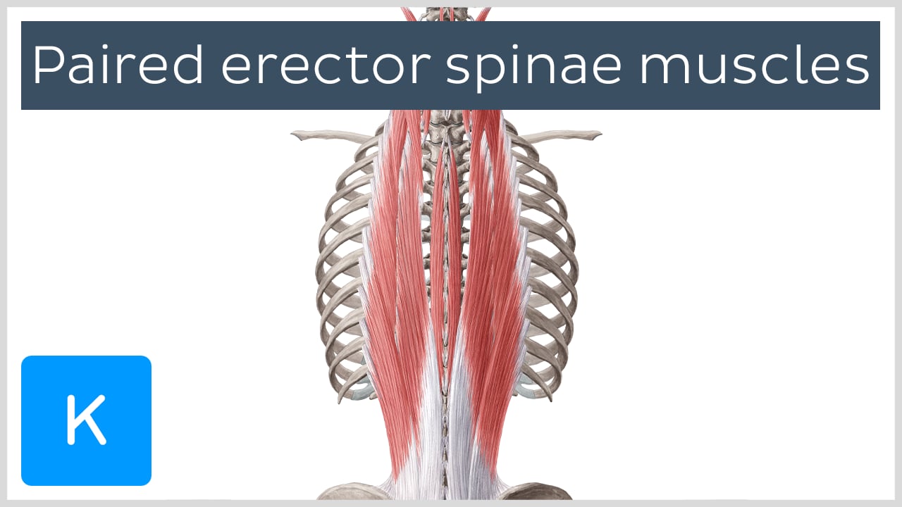 Transversospinalis Origin And Insertion