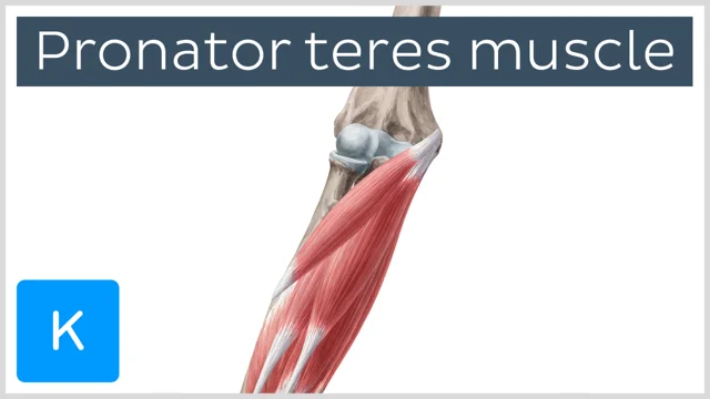 Pronator Teres Cadaver