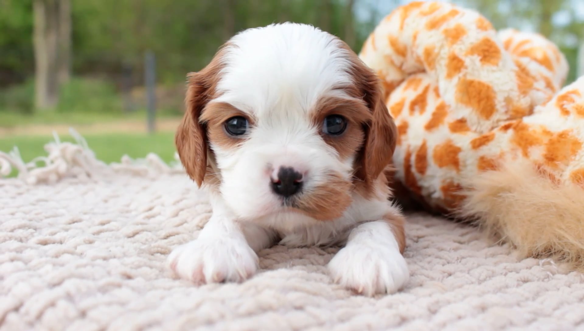 Video of Cavalier boy on Vimeo