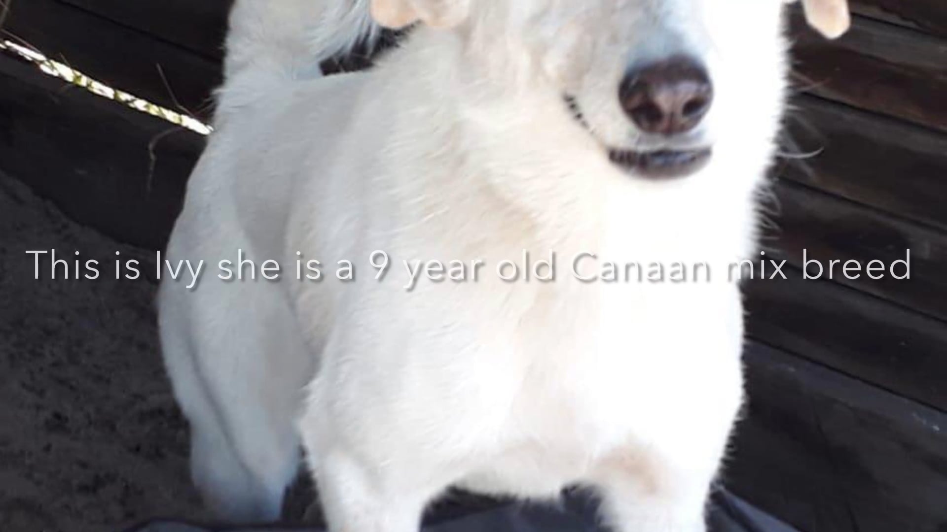 Justin Lazarus- Ivy Case Study on Vimeo