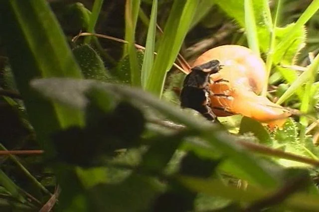 Glow worm larva eating a snail on Vimeo