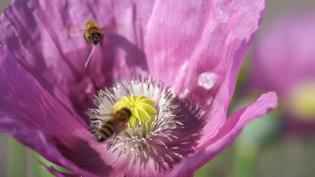 Bees Poppy Pollen - Free video on Pixabay