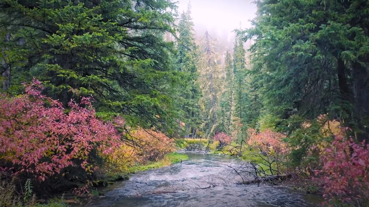 Identifying Fish and Non-fish Stream Types ( 3+ min. version).mp4 on Vimeo
