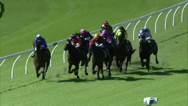 Pierro - Stallion | Breednet