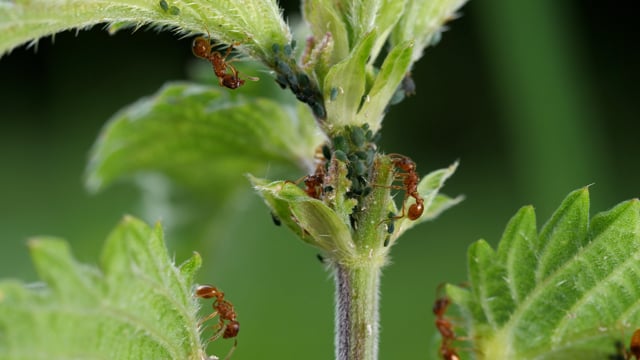 Fourmis Pucerons Les Poux - Free video on Pixabay - Pixabay