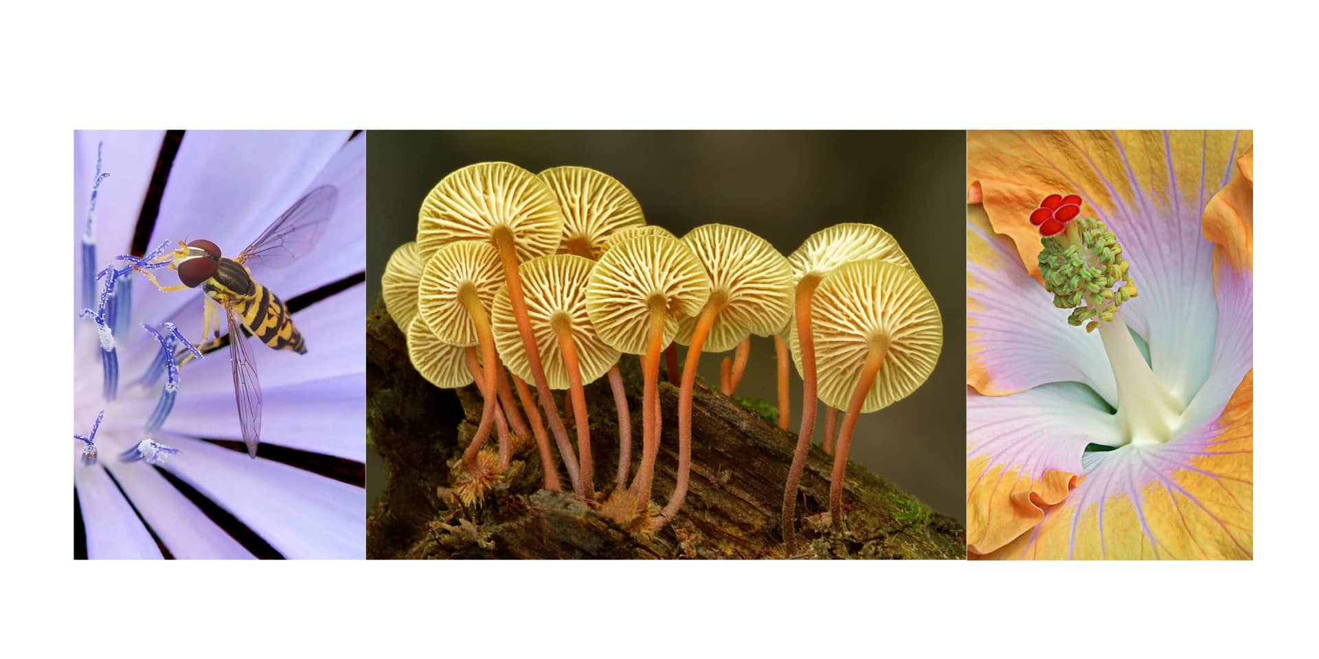 42 LIVE: Exploring the World of Macro Photography with Mike Moats and ...