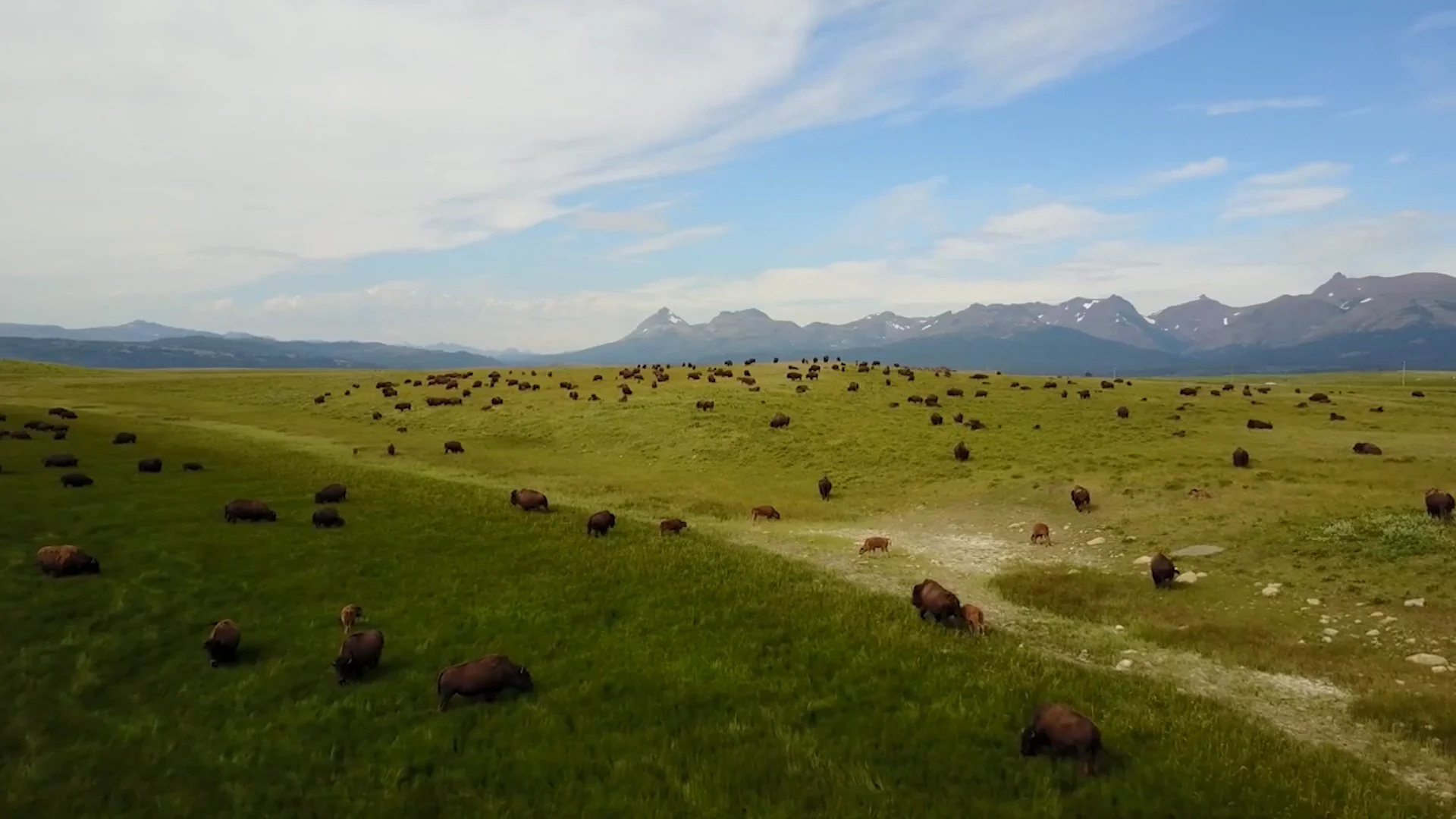 Bison Homecoming | Bronx Zoo on Vimeo