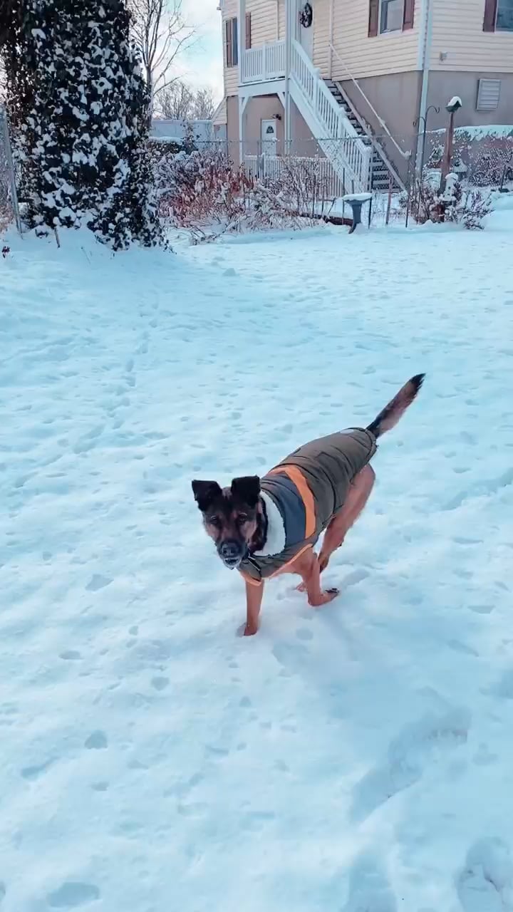 Best doggo puffer ever! on Vimeo