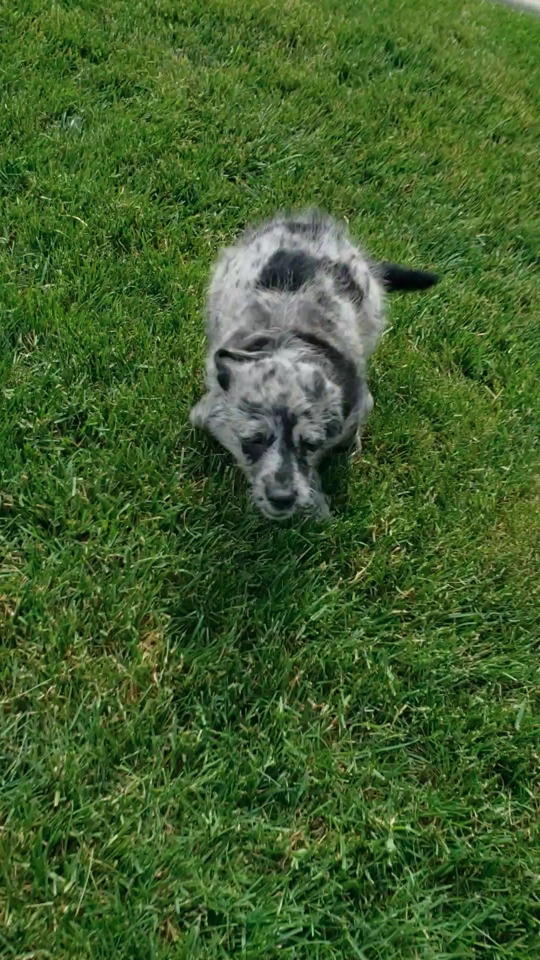 Oreo the f1 mini labradoodle on Vimeo