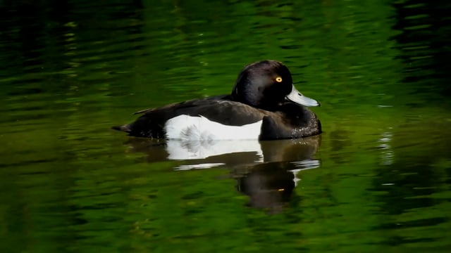 Pato Copetudo Ave Acuática - Free video on Pixabay