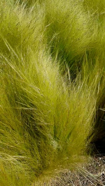 Naturaleza Hierba El Verano - Free video on Pixabay - Pixabay