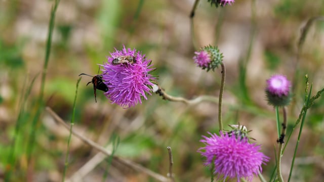 Burnet Mean Wee Six-Pointed Ram - Free video on Pixabay