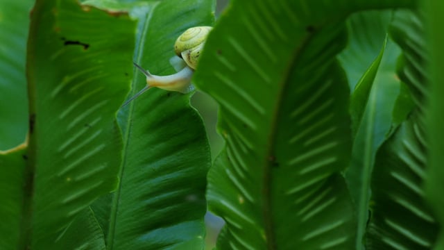 Snail Lemon Creeping Animal - Free video on Pixabay