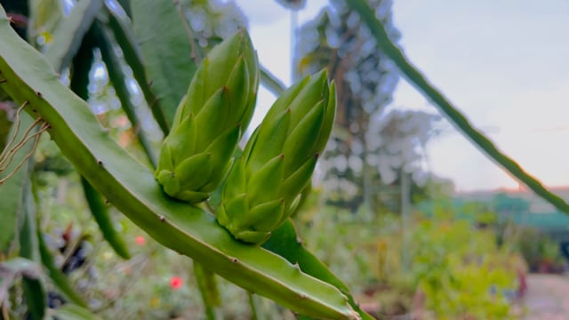 Dragon-Fruit Videos: Download 1+ Free 4K & HD Stock Footage Clips - Pixabay