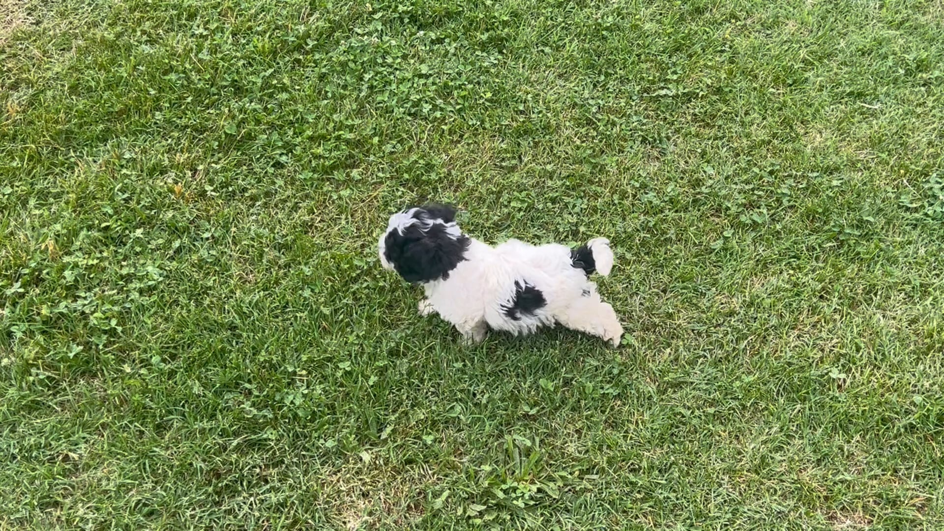 Peppy - Bich-Poo - Bichpoo puppy for sale on Vimeo