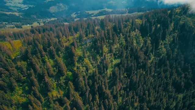 Trees Nature - Free video on Pixabay