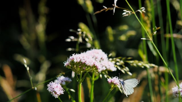 Butterfly, Tree White, Insect. Free Stock Video - Pixabay