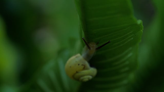 Snail Shell To Crawl Close - Free video on Pixabay