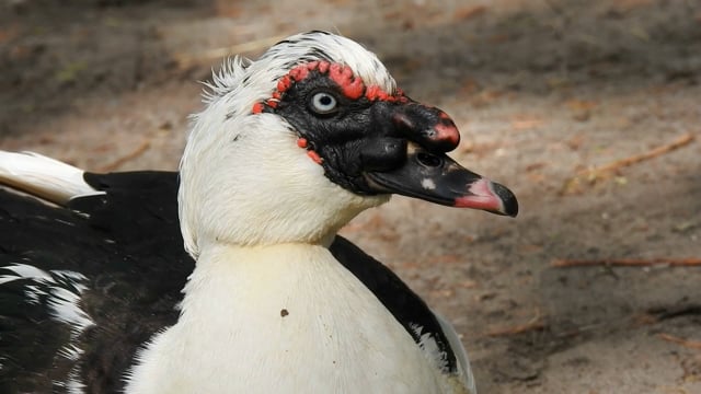 Pato Real Ave Acuática - Free video on Pixabay - Pixabay
