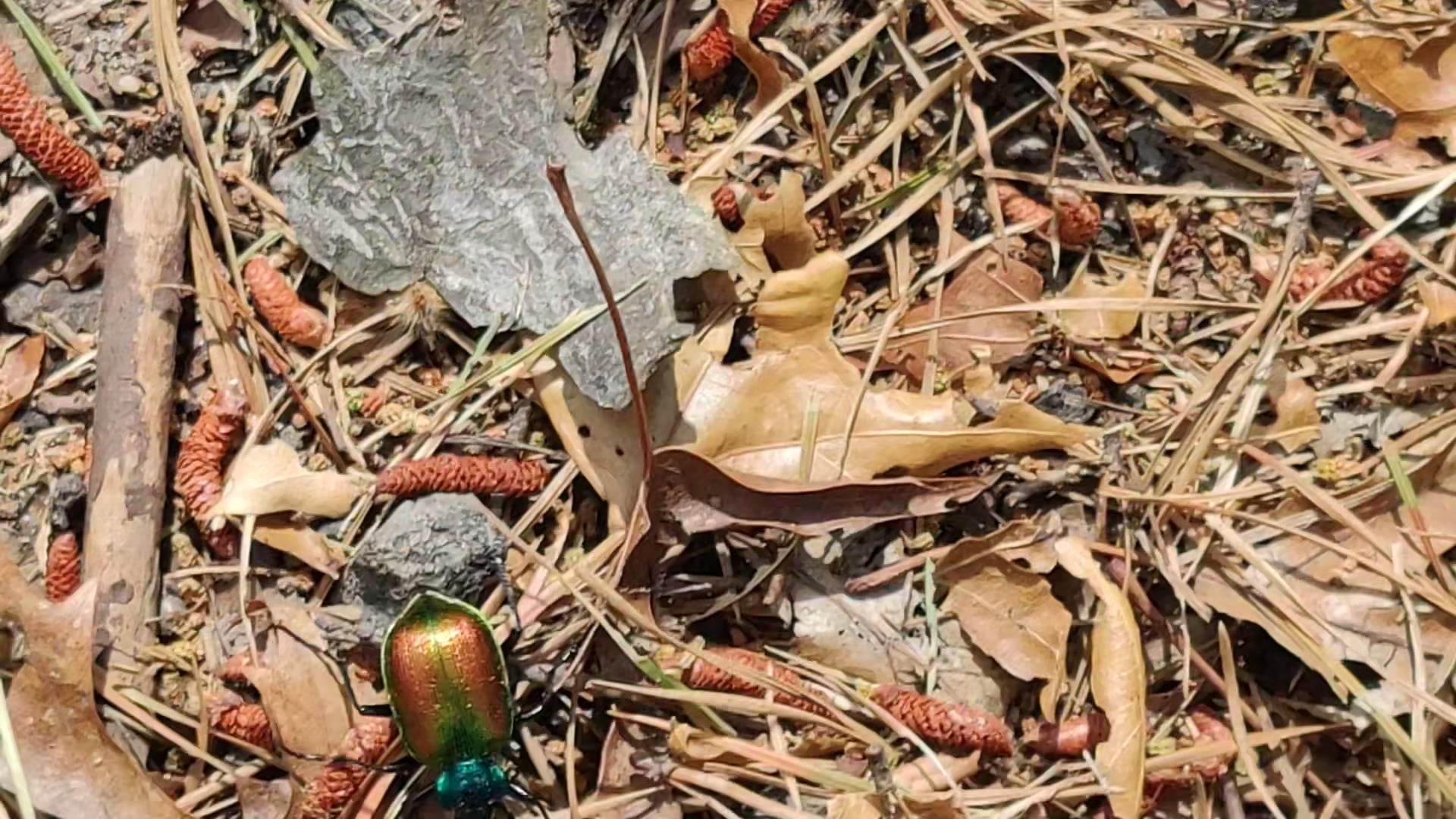 Fiery searcher caterpillar hunter beetle on Vimeo