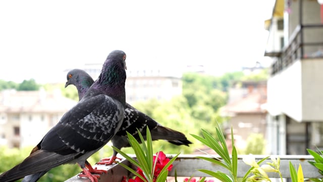 Pombo Da Cidade Macho - Free video on Pixabay - Pixabay
