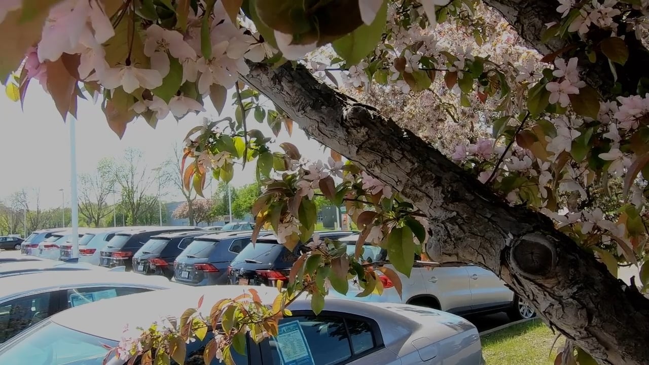 Watch 2022 Simley High School Graduation Online | Vimeo On Demand on Vimeo