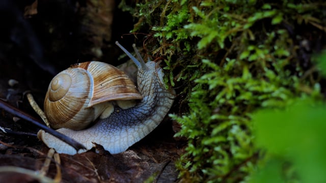 Snail Creeping Animal Nature Close - Free video on Pixabay