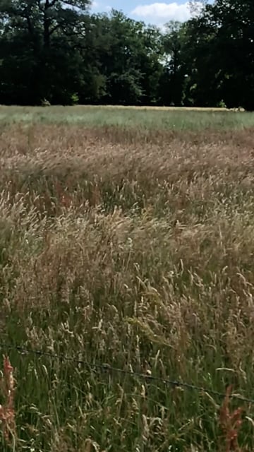 Dance, Wind, Nature. Free Stock Video - Pixabay