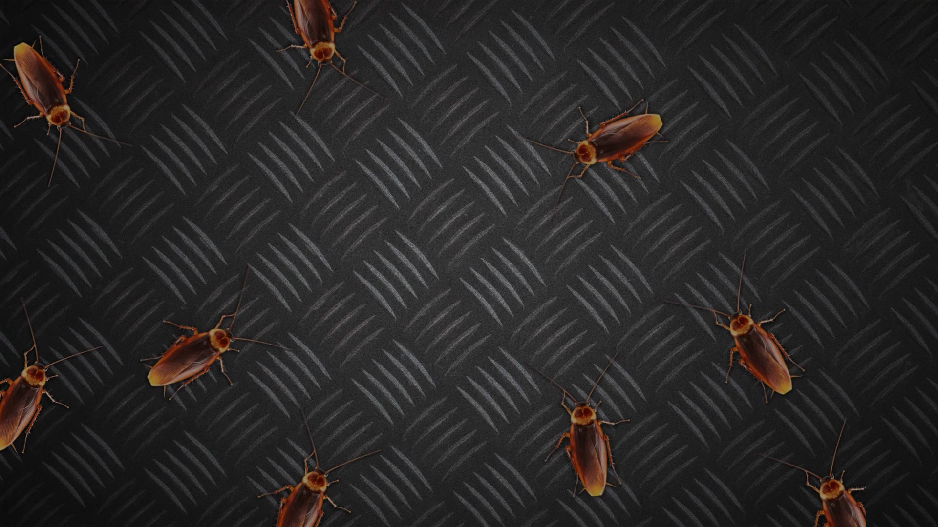 Baygon on Vimeo
