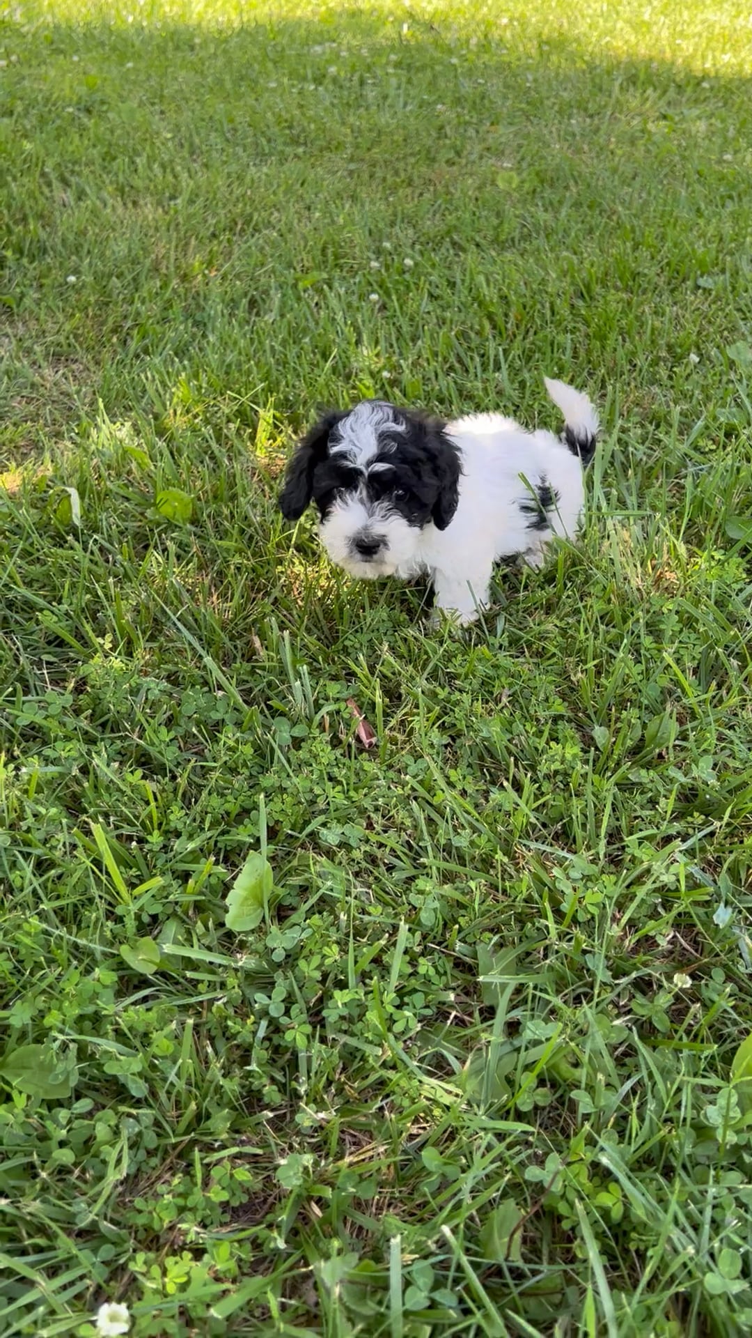 Peppy - Bich-Poo - Bichpoo puppy for sale on Vimeo