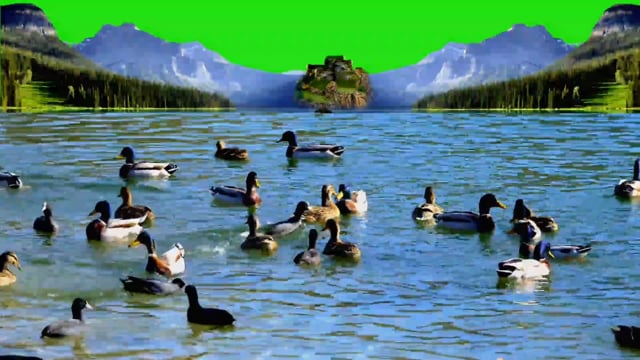 Pato Nadando Sol De - Free video on Pixabay - Pixabay