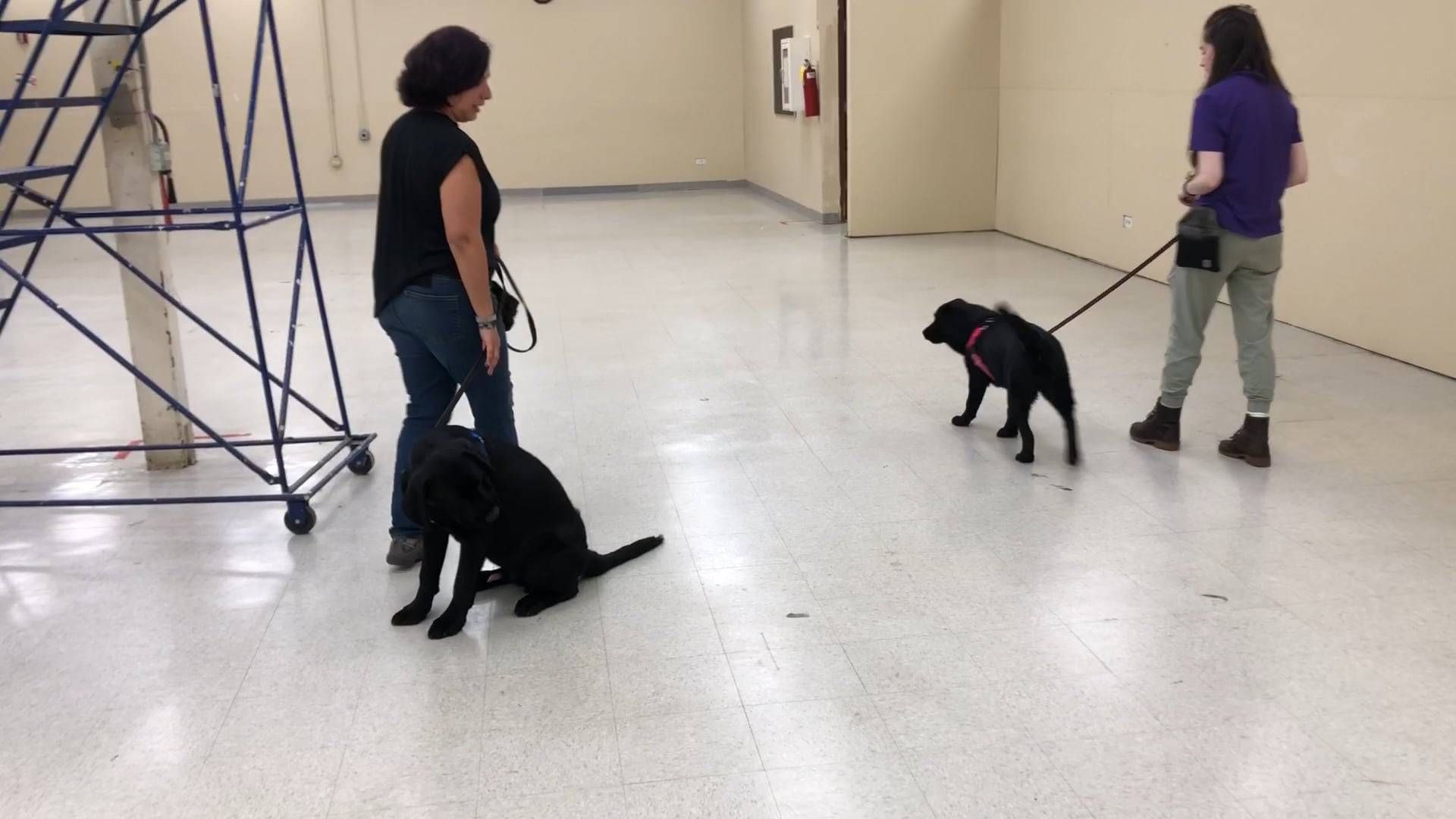 Hamish - parallel walking with dog distraction. on Vimeo