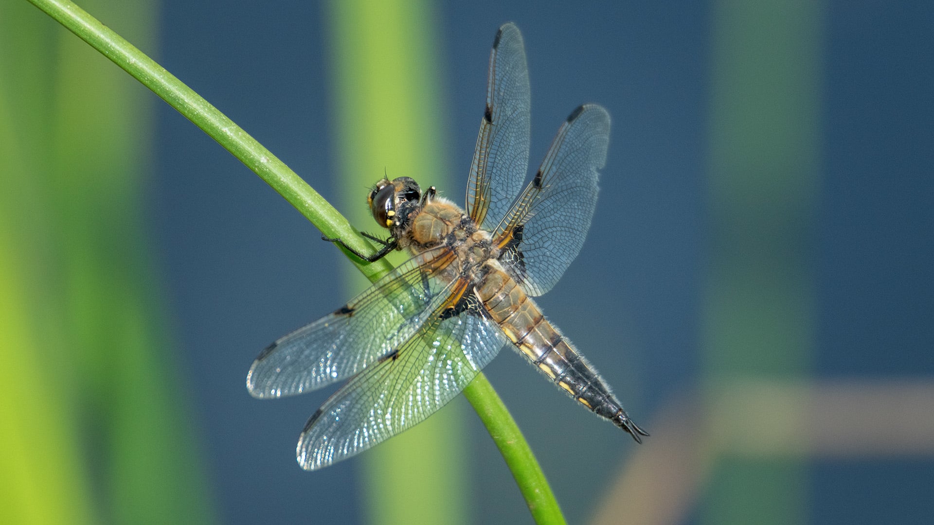 AK Dragonflies by Todd Salat on Vimeo