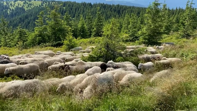 Mountains Hike Sheep - Free video on Pixabay