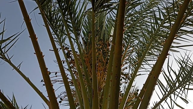 Palm Tree, Nature, Saudi Arabia. Free Stock Video - Pixabay