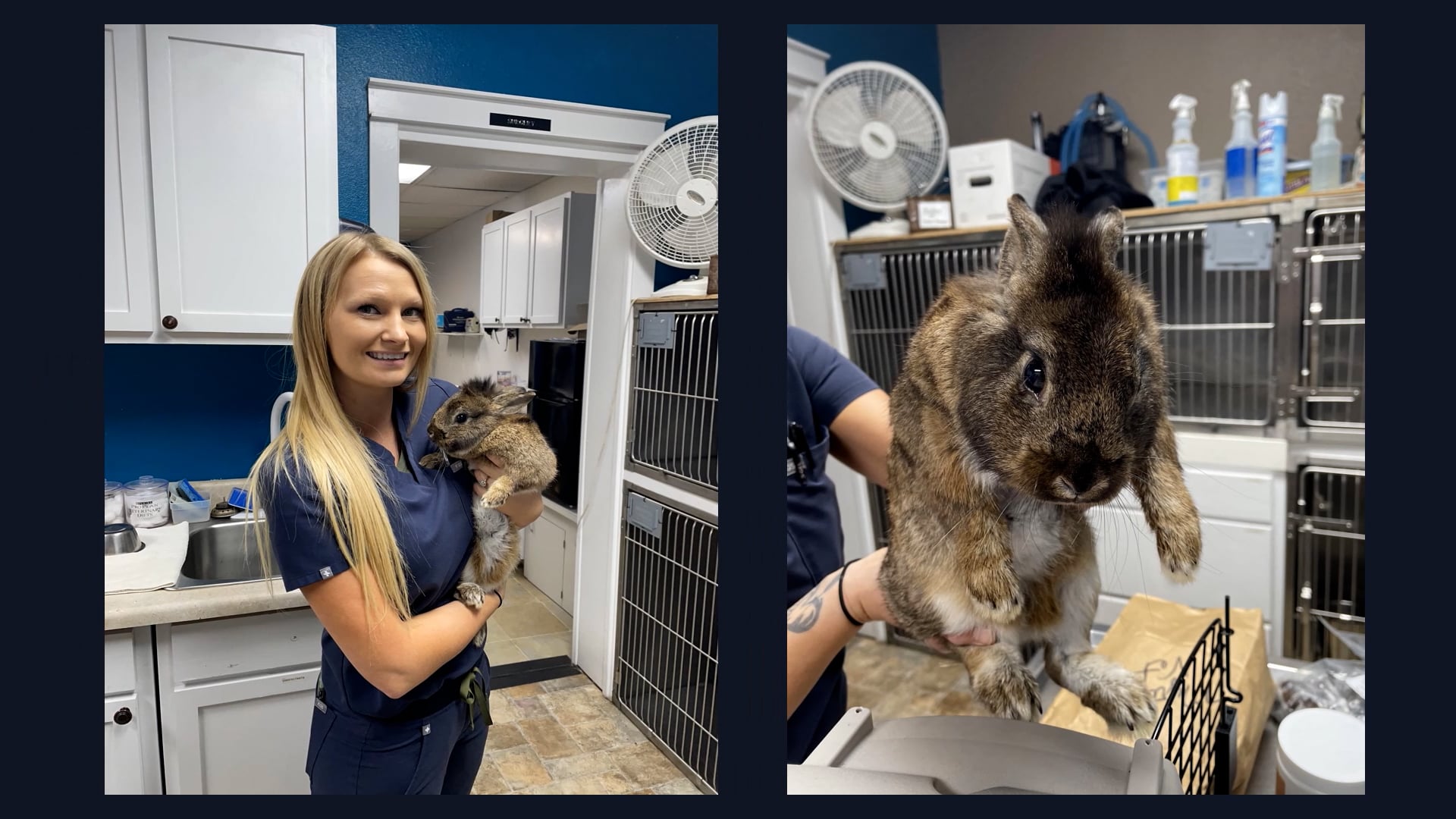 Veterinarian - Myrtle Veterinary Hospital