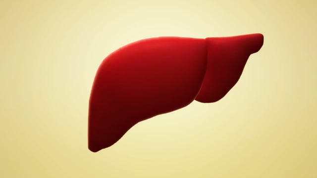 10+ Free Liver & Body Videos, HD & 4K Clips - Pixabay