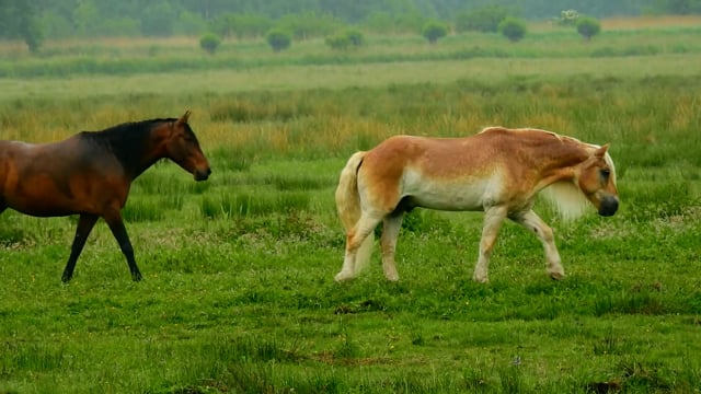 Horse, Mammal, Walking. Free Stock Video - Pixabay