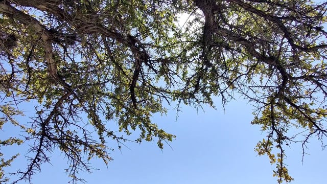 Tree Nature Sky Free Stock Video - Pixabay