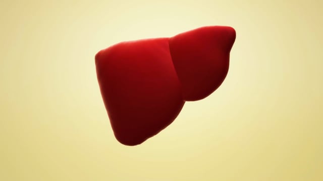 Liver Videos: Download 16+ Free 4K & HD Stock Footage Clips - Pixabay