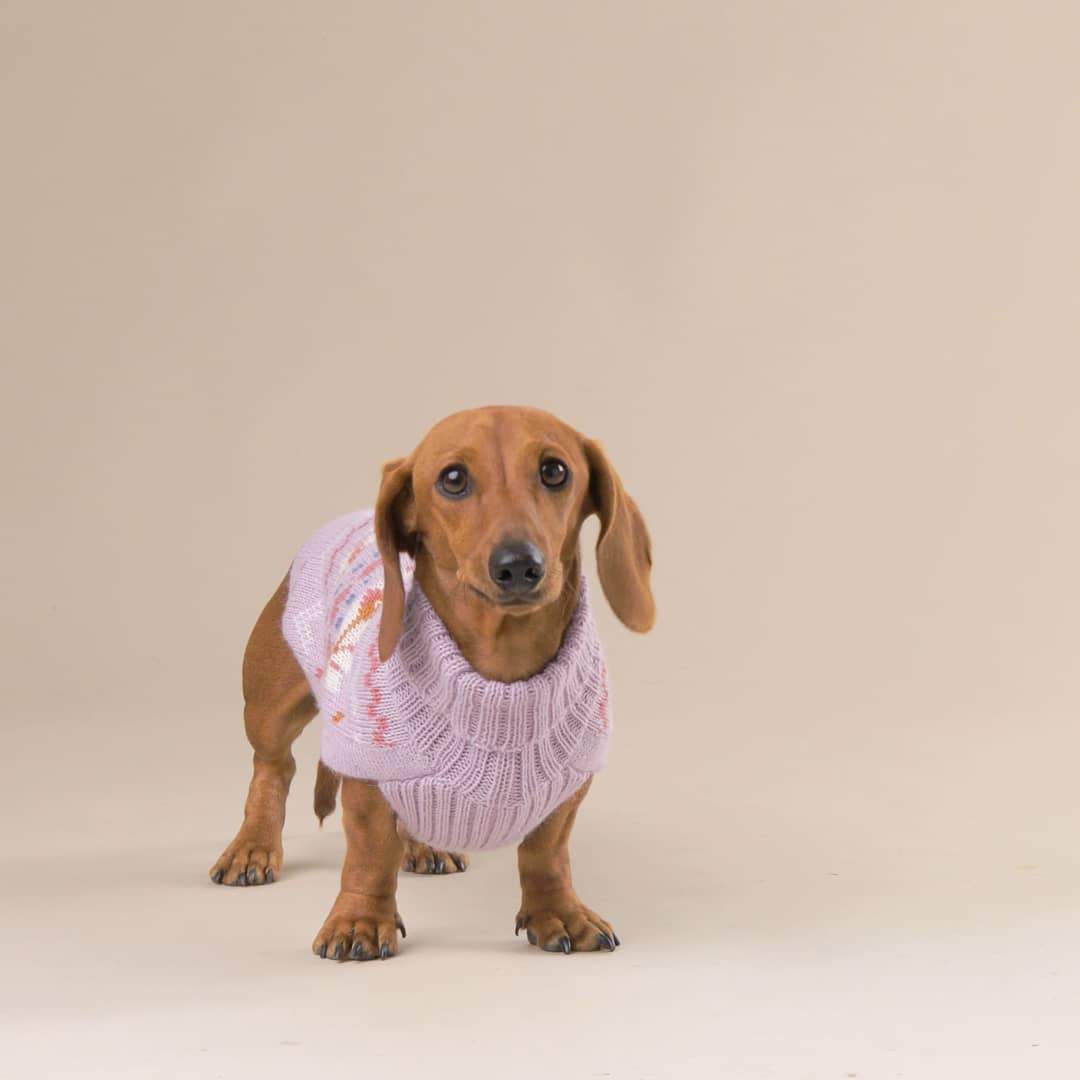Lavender Sunrise Alpaca Dog Sweater - Alqo Wasi on Vimeo