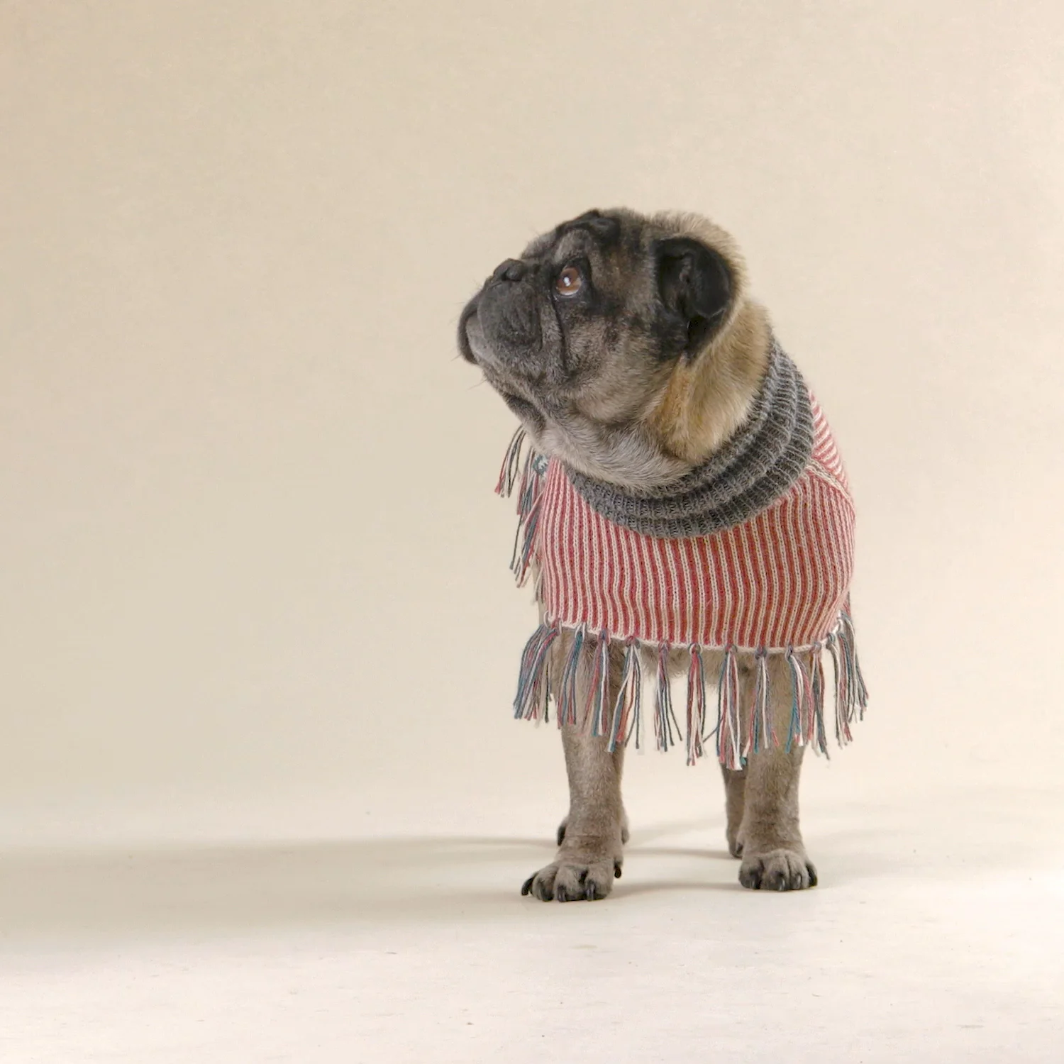 Muted Strings Alpaca Dog Poncho - Pug - Alqo Wasi on Vimeo