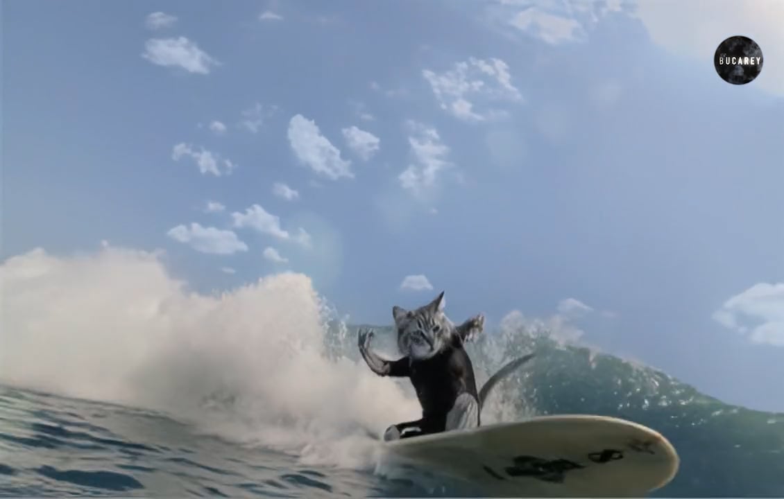 Becker "Gato Surfer" on Vimeo